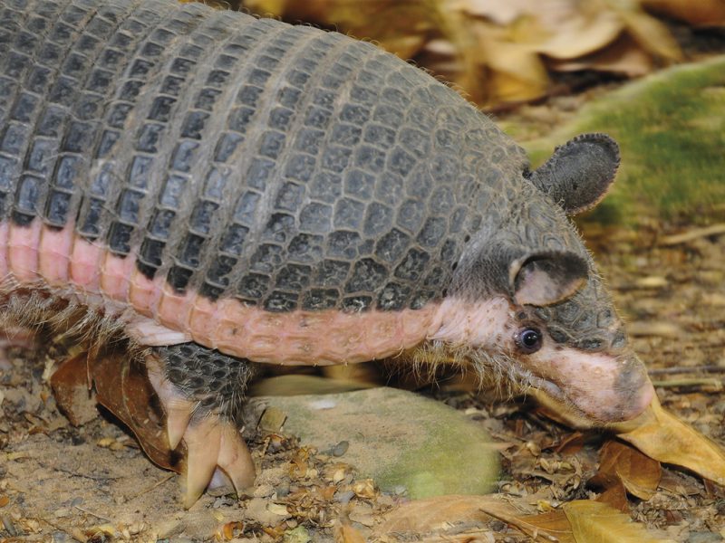 Armadillos de Colombia – Fundación Omacha