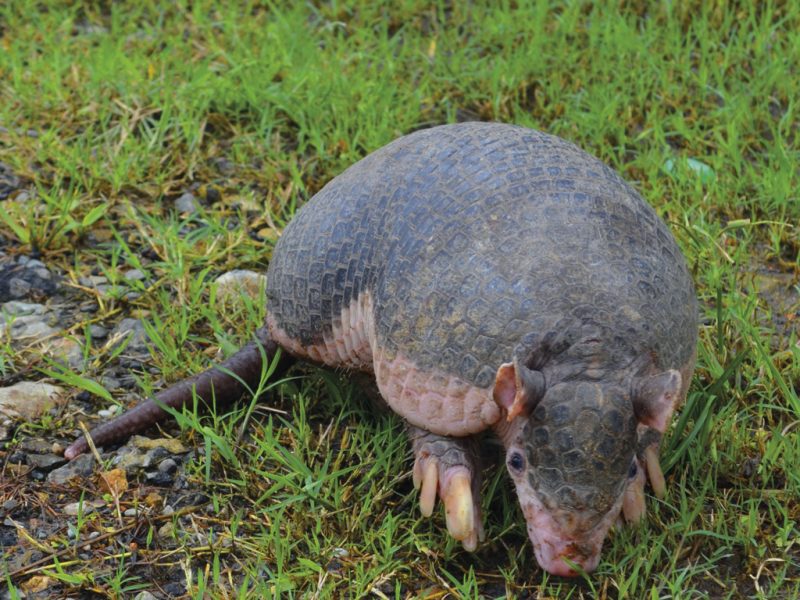 Armadillos de Colombia – Fundación Omacha