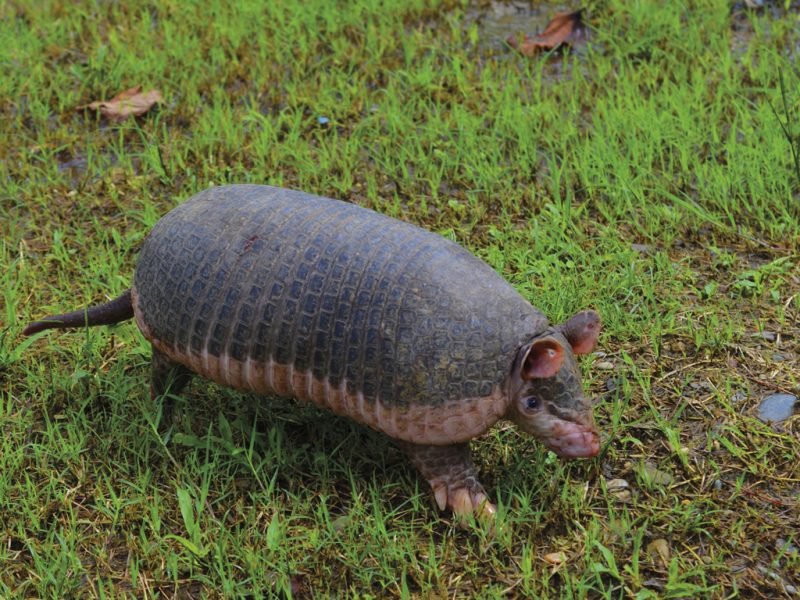 Armadillos de Colombia – Fundación Omacha
