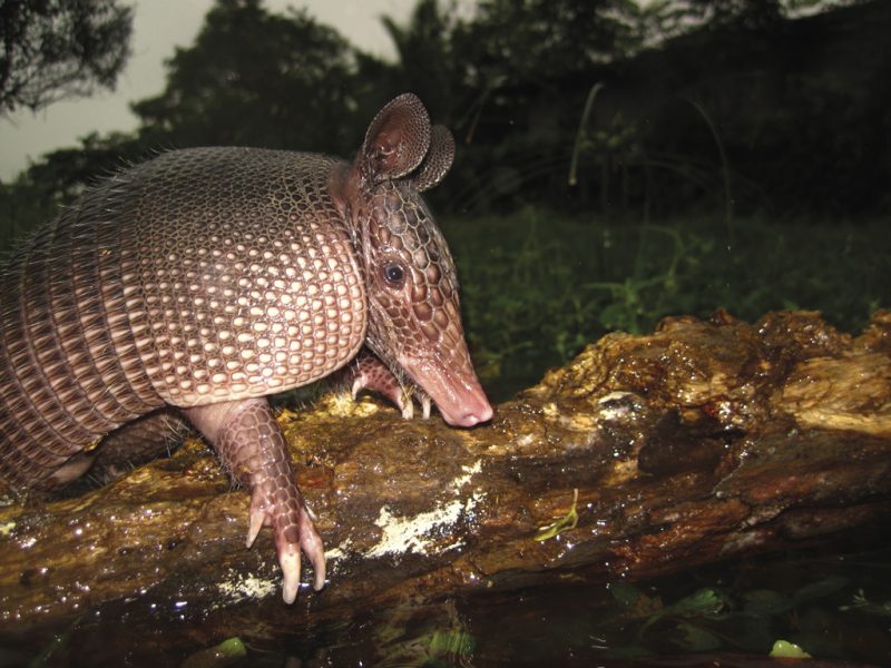 Armadillos de Colombia – Fundación Omacha