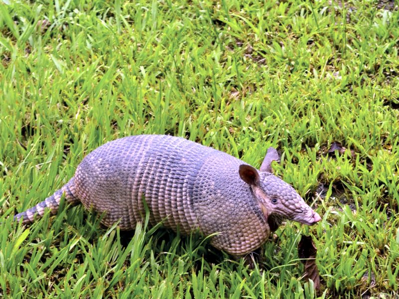 Armadillos de Colombia – Fundación Omacha