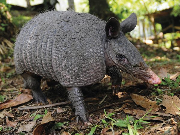 Armadillos de Colombia – Fundación Omacha