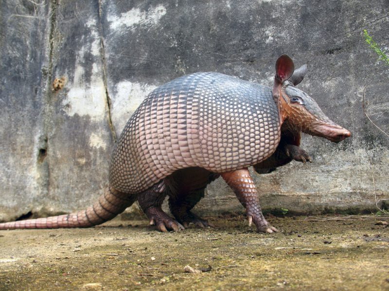 Armadillos de Colombia – Fundación Omacha