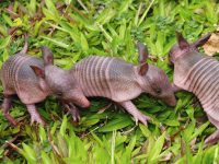 Armadillos de Colombia – Fundación Omacha