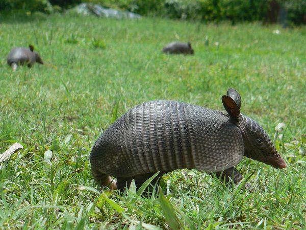 Armadillos de Colombia – Fundación Omacha