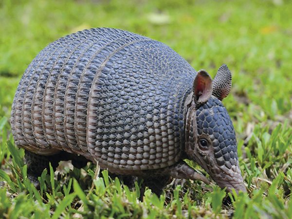 Armadillos de Colombia – Fundación Omacha