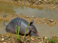 Armadillos de Colombia – Fundación Omacha