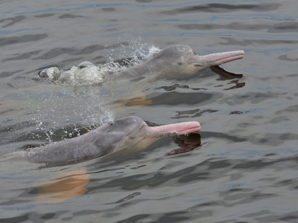 Delfines de río de Colombia – Fundación Omacha