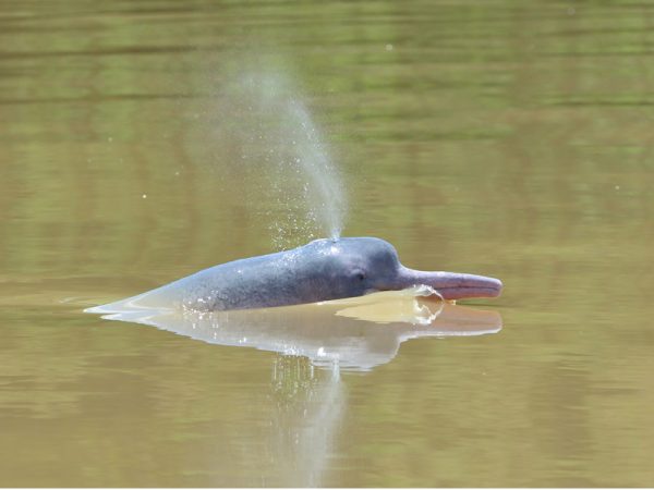 Delfines de río de Colombia – Fundación Omacha
