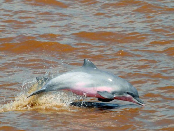 Delfines de río de Colombia – Fundación Omacha