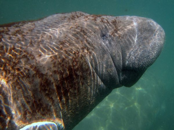 Manatíes de Colombia – Fundación Omacha