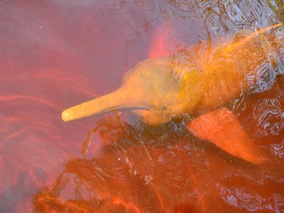 Delfines de río de Suramérica: políticas y acciones de conservación ...