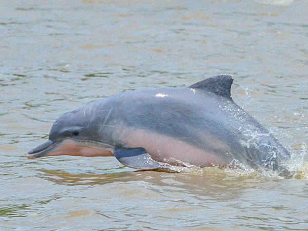 Delfines de río de Suramérica: políticas y acciones de conservación ...