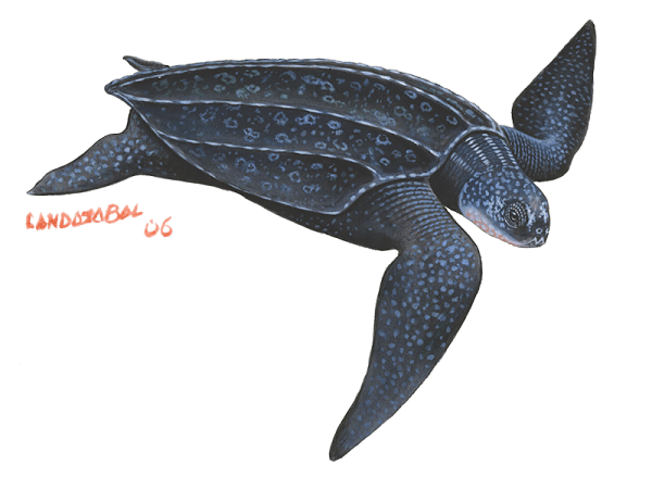 Tortugas marinas de Colombia – Fundación Omacha