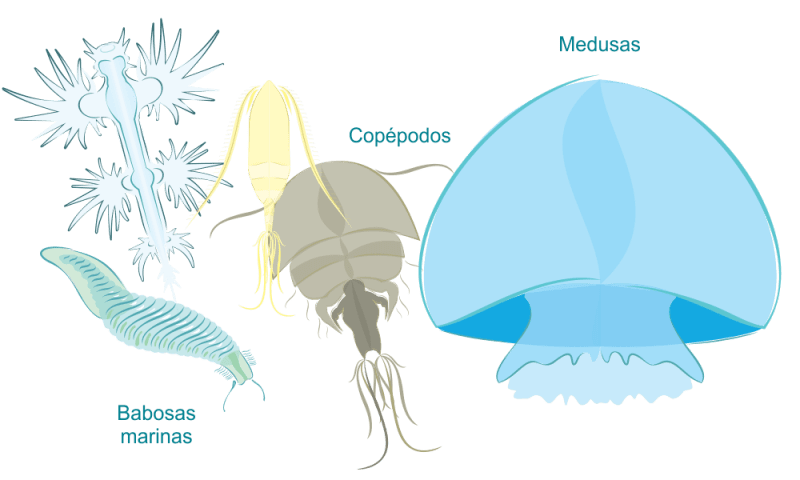 Tortugas marinas de Colombia – Fundación Omacha