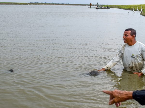 La CVS y Fundación Omacha reportan el nacimiento de la cuarta cría de ...