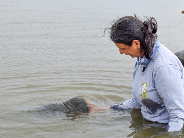 La CVS y Fundación Omacha reportan el nacimiento de la cuarta cría de ...