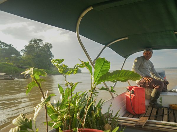 Con siembra de 3.647 árboles, palmas y mangles, la Fundación Omacha ...