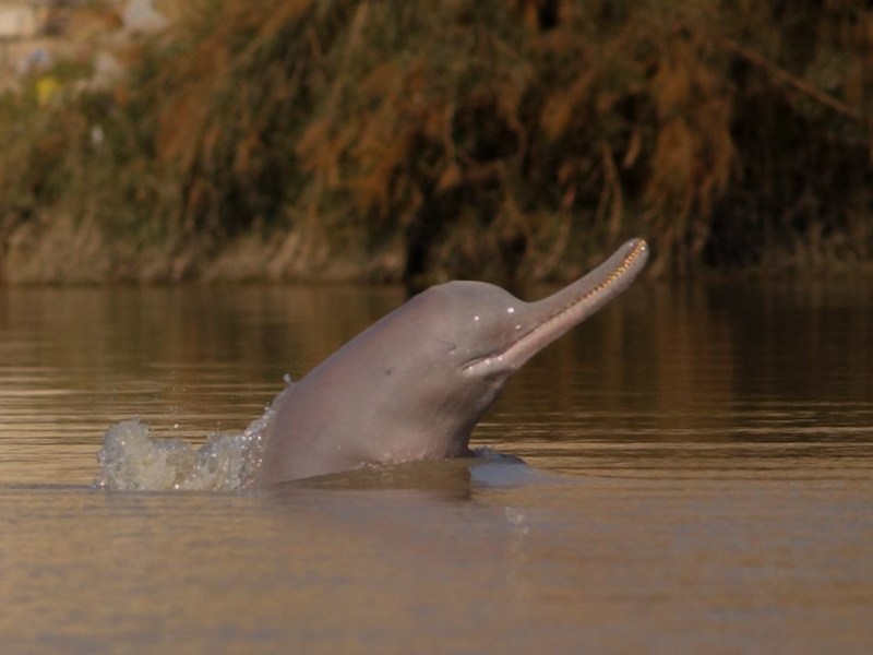 Hoy se firmó la Declaración mundial sobre los delfines de río ...