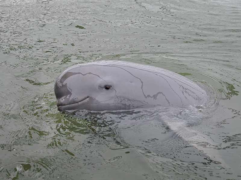 Hoy se firmó la Declaración mundial sobre los delfines de río ...
