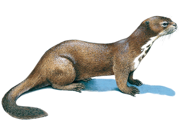 Nutrias de Colombia – Fundación Omacha