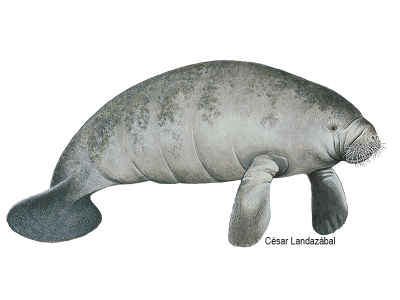 Manatíes de Colombia – Fundación Omacha