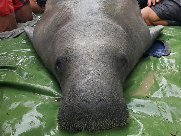 En Gamarra, se llevó a cabo la reubicación de una manatí en el río ...