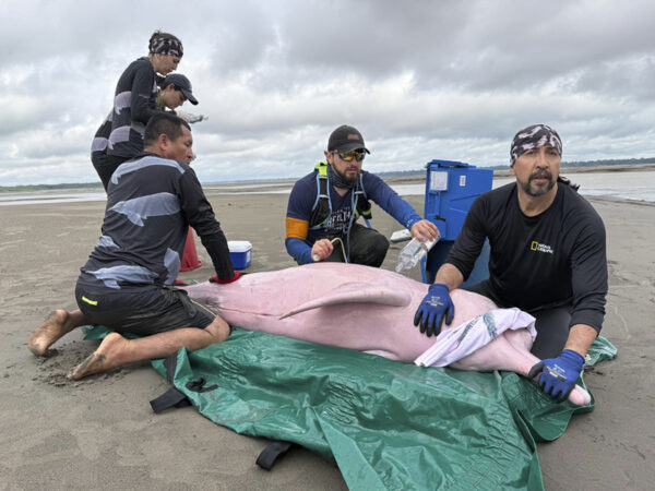 Comunicado a la opinión pública Evaluaciones de salud de delfines de ...
